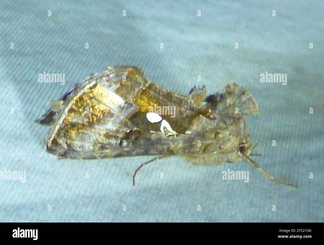 Common Looper Moth (Autographa precationis) Insecta Stock Photo - Alamy