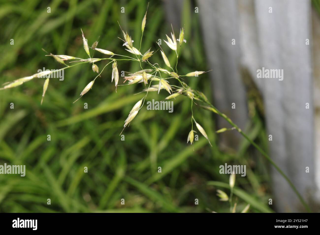 tall oat grass (Arrhenatherum elatius) Plantae Stock Photo - Alamy