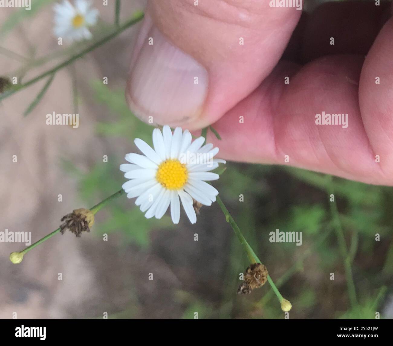 Smallhead Doll's Daisy (Boltonia diffusa) Plantae Stock Photo - Alamy