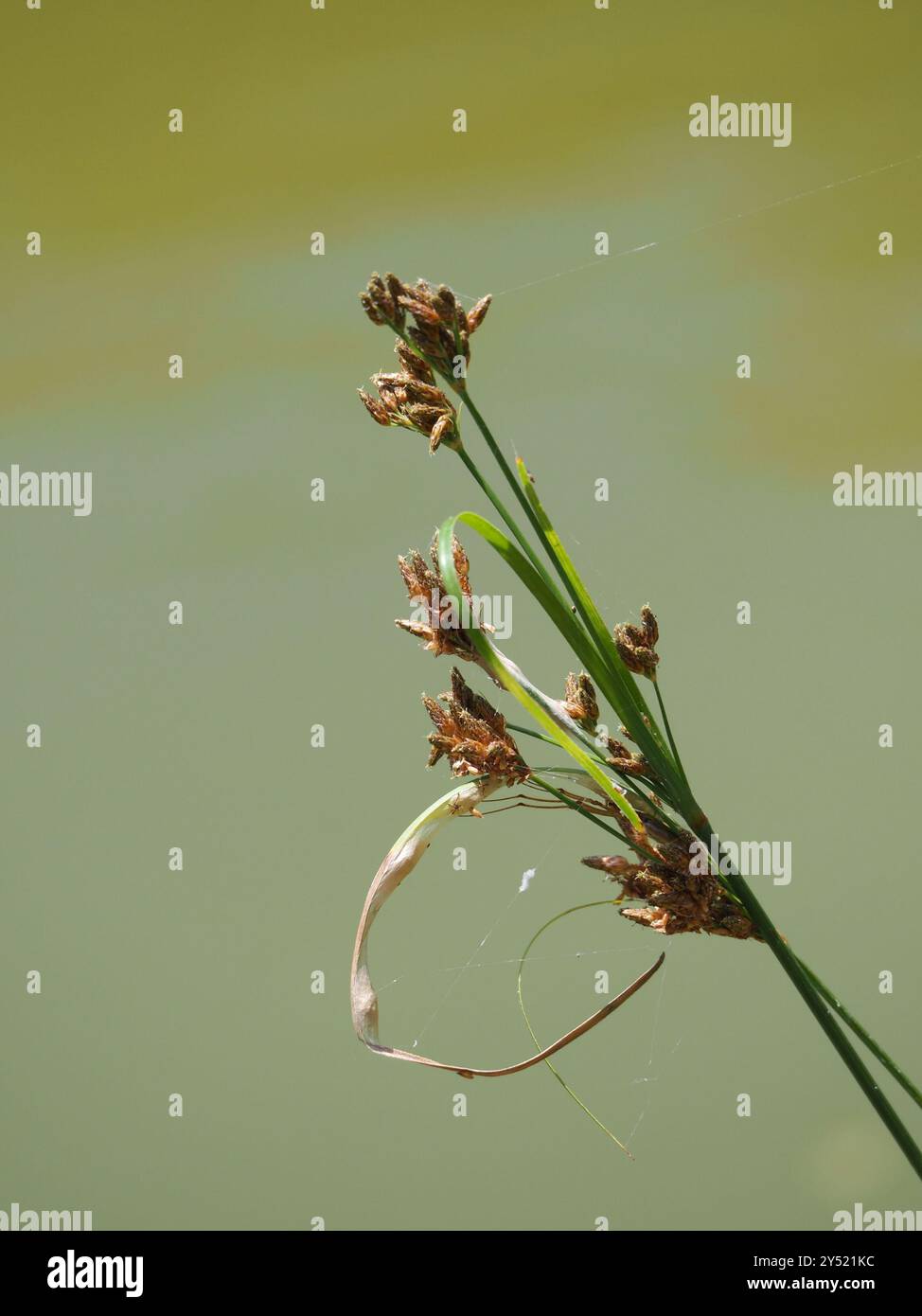 Common Fringe-rush (Fimbristylis dichotoma) Plantae Stock Photo - Alamy