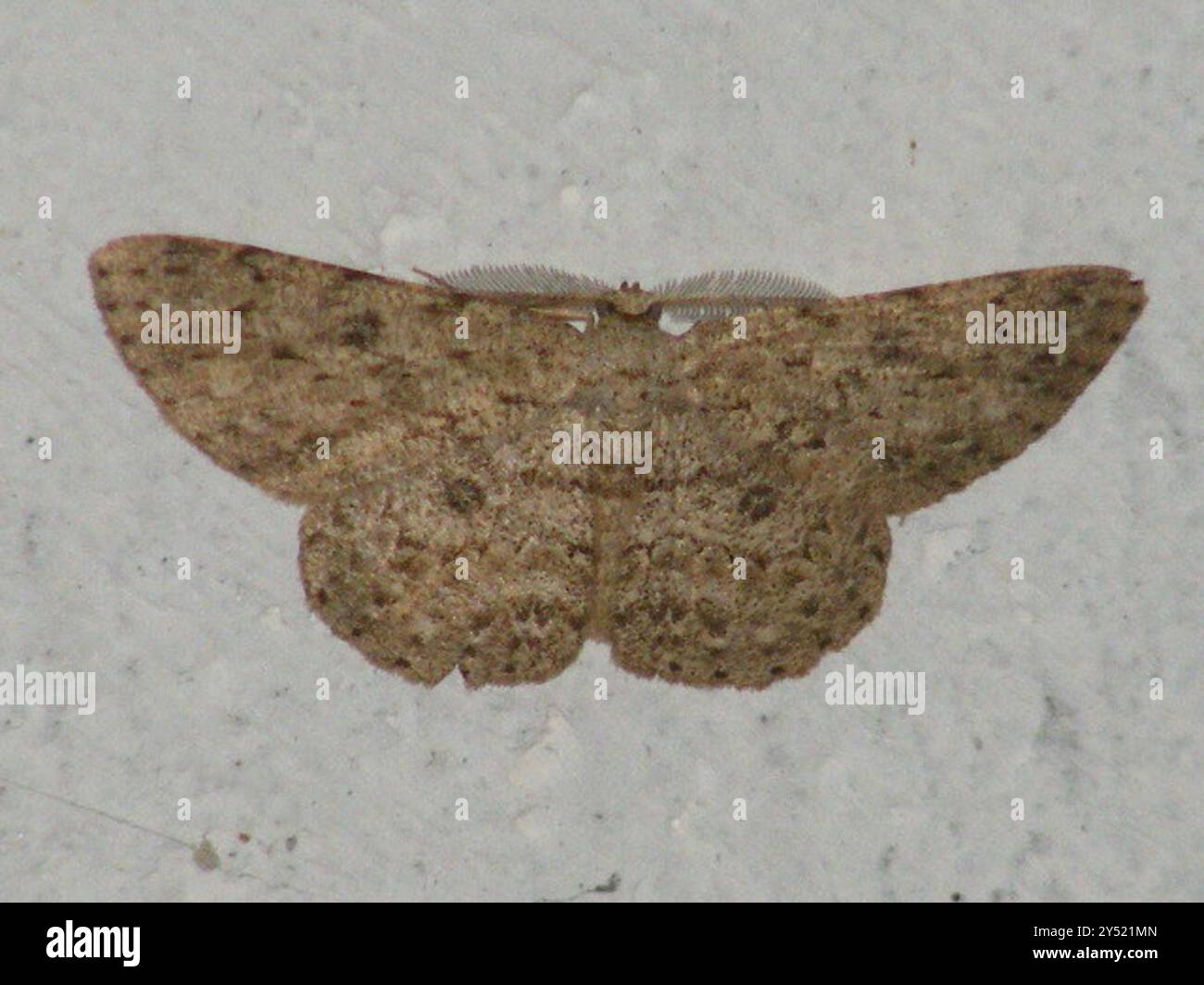 Geometer Moths (Geometridae) Insecta Stock Photo - Alamy