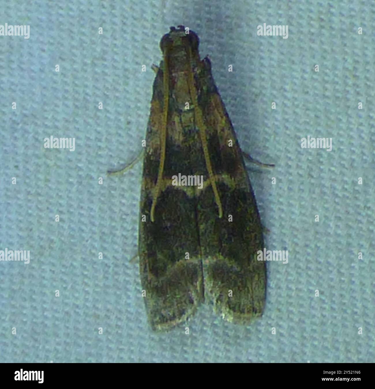 American Plum Borer Moth (Euzophera semifuneralis) Insecta Stock Photo ...