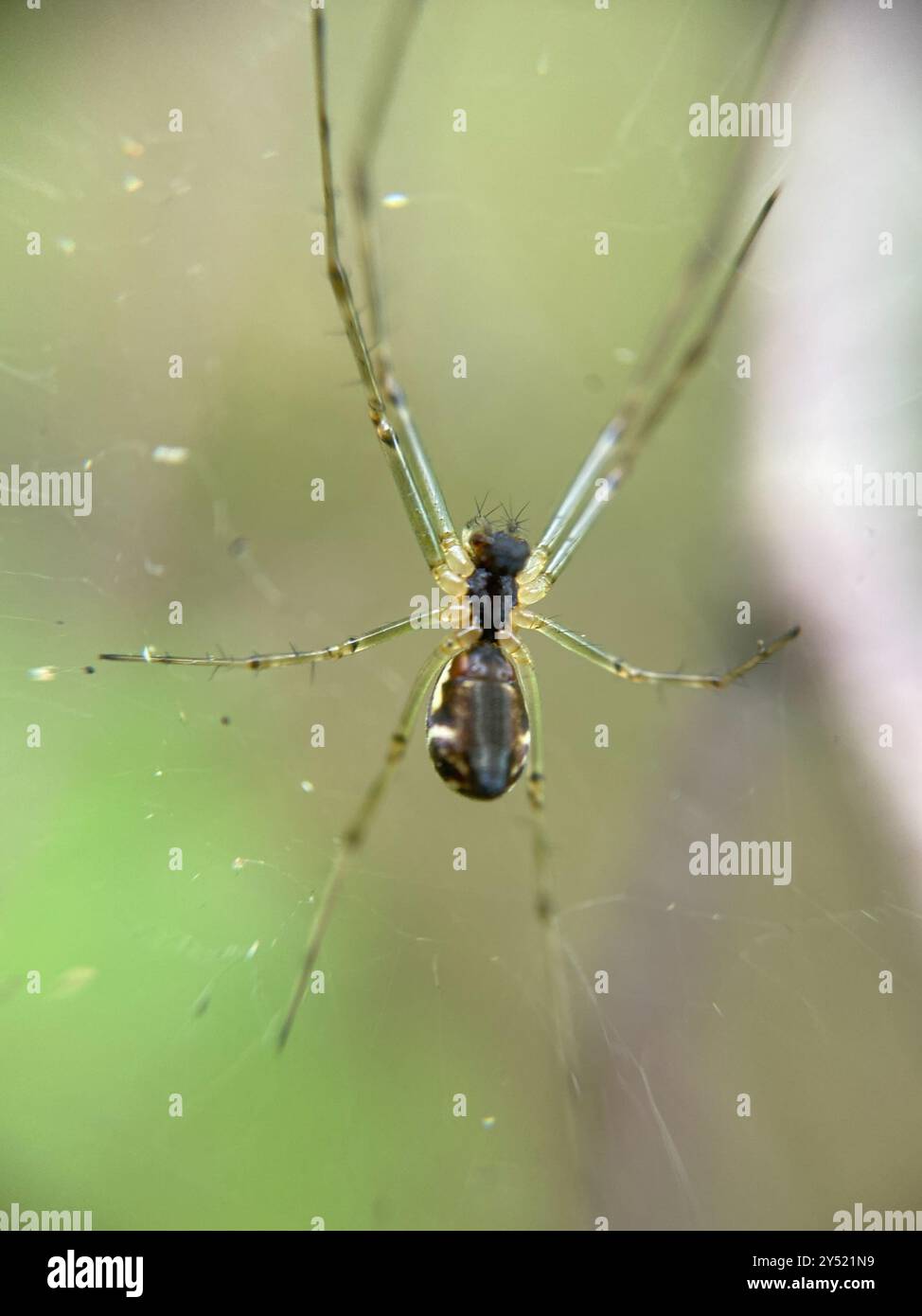 Common sheetweb spider (Linyphia triangularis) Arachnida Stock Photo ...