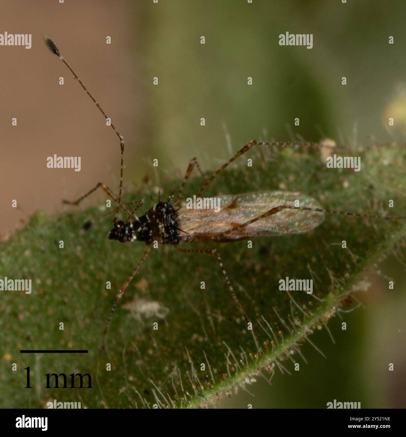 Stilt Bugs (Berytidae) Insecta Stock Photo - Alamy