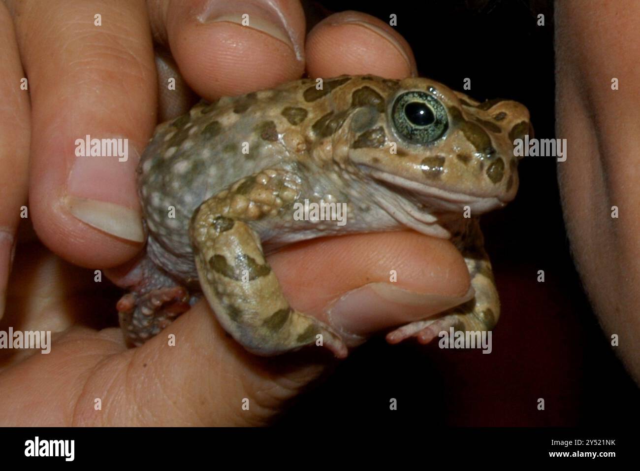 Karoo Toad (Vandijkophrynus gariepensis) Amphibia Stock Photo - Alamy