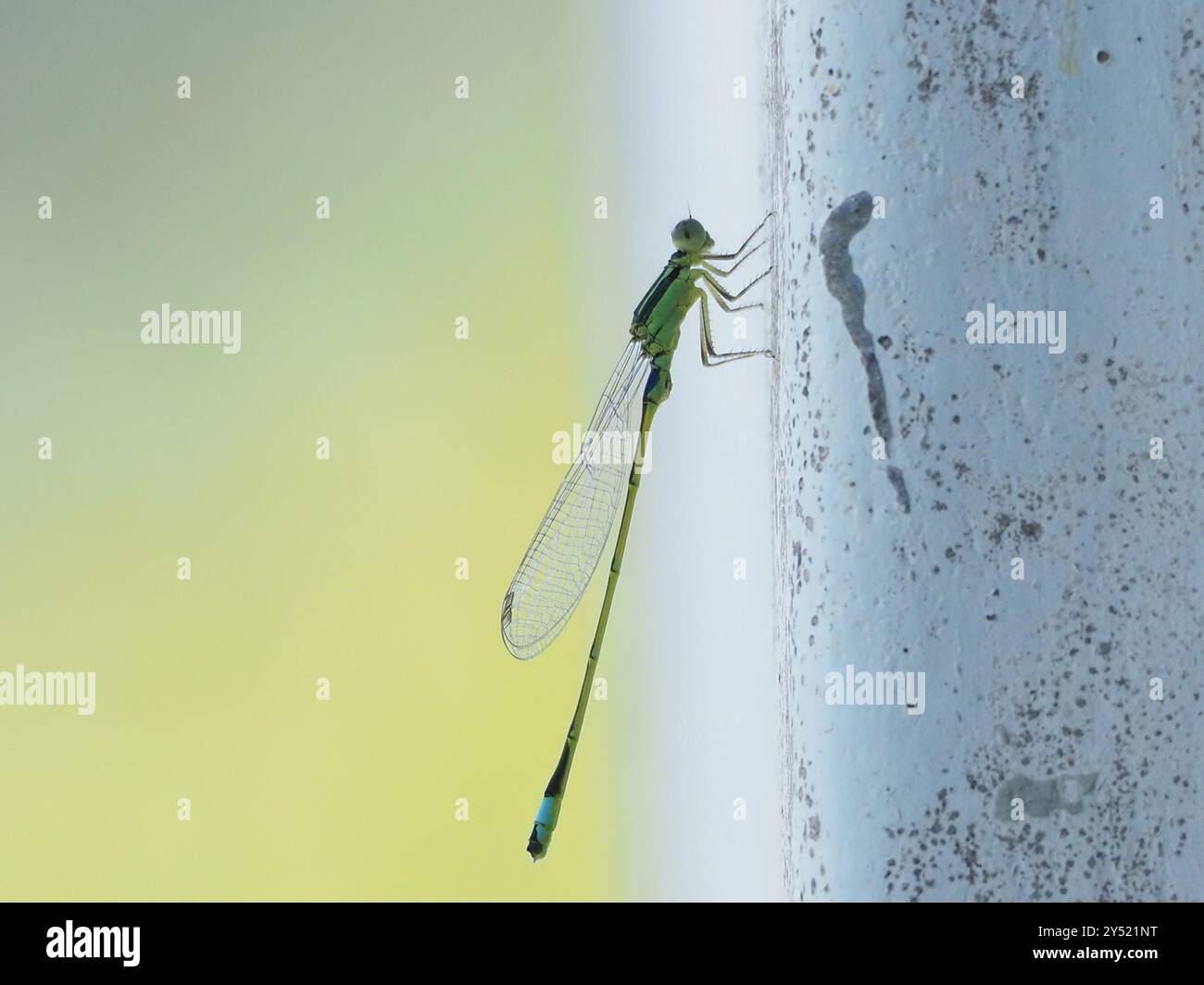 Common Bluetail (Ischnura senegalensis) Insecta Stock Photo - Alamy