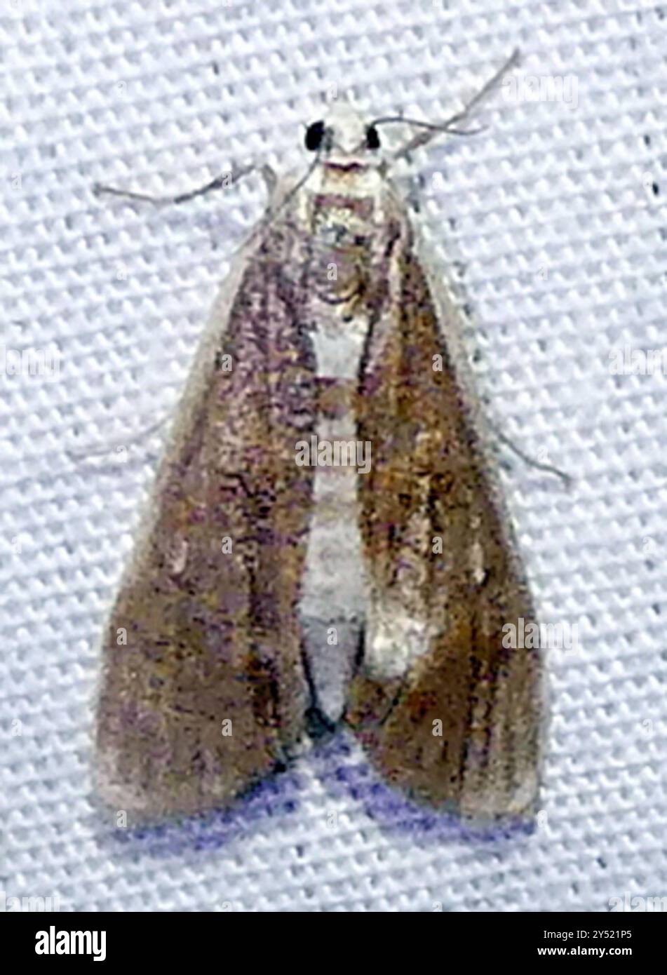 Polymorphic Pondweed Moth (Parapoynx maculalis) Insecta Stock Photo - Alamy