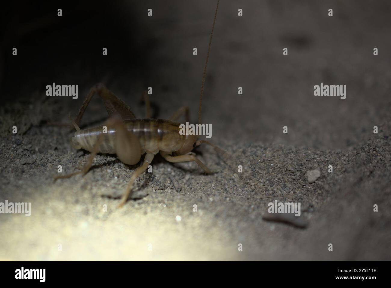 Camel Crickets, Cave Crickets, and Cave Wēta (Rhaphidophoridae) Insecta ...