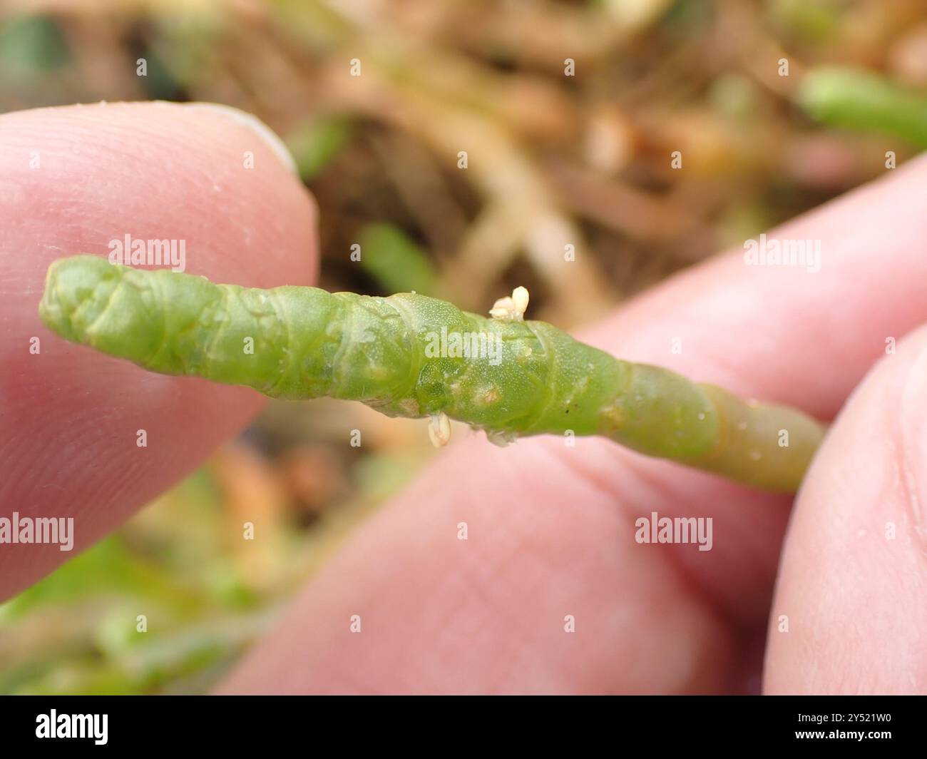 Perennial Glasswort (Salicornia perennis) Plantae Stock Photo - Alamy