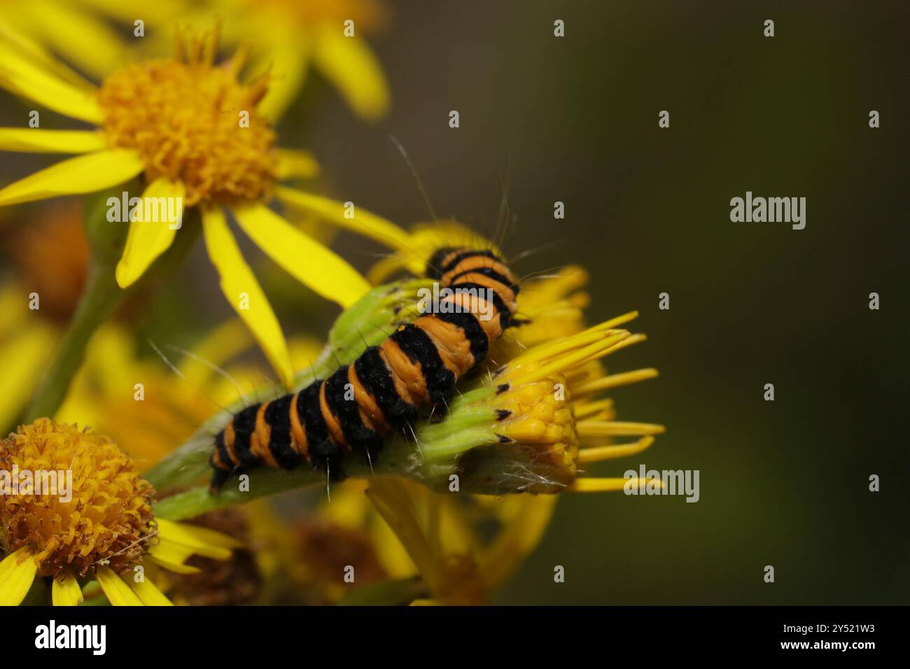 Cinnabar moth (Tyria jacobaeae) Insecta Stock Photo - Alamy