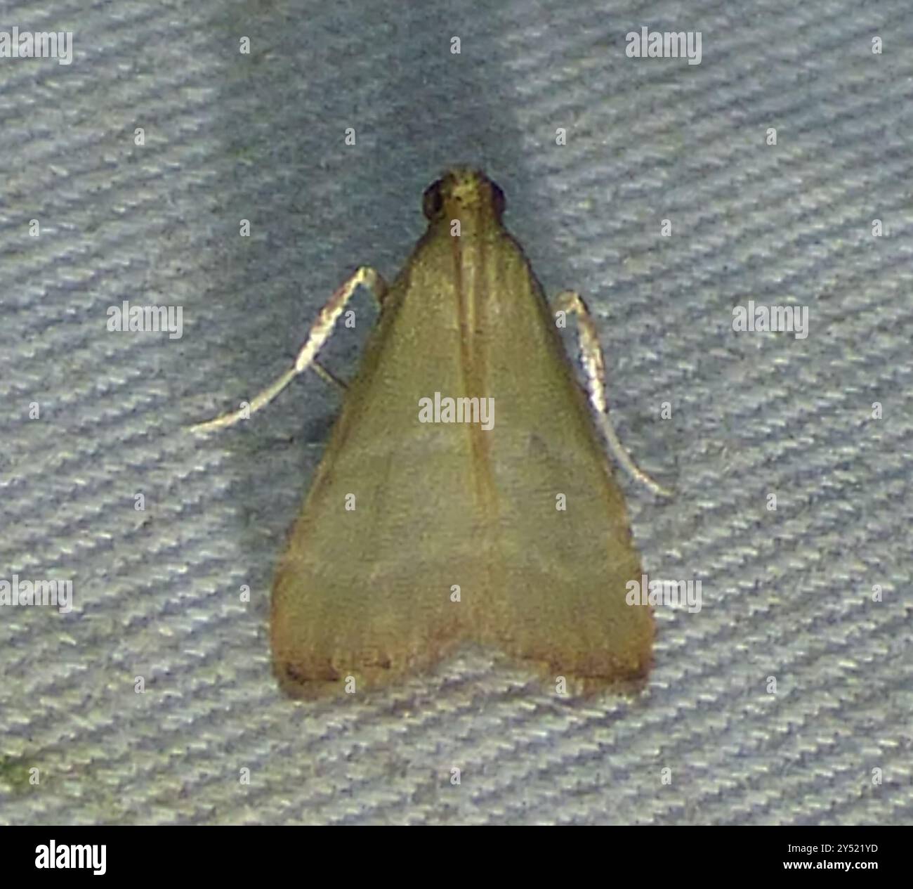 Olive Arta Moth (Arta olivalis) Insecta Stock Photo - Alamy