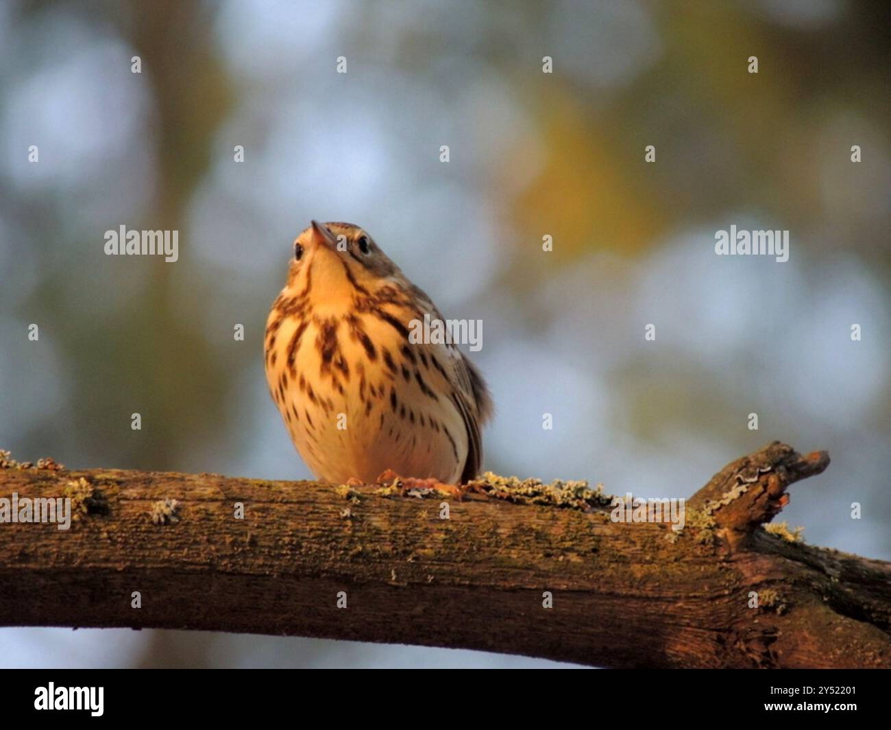 Tree Pipit (Anthus trivialis) Aves Stock Photo - Alamy