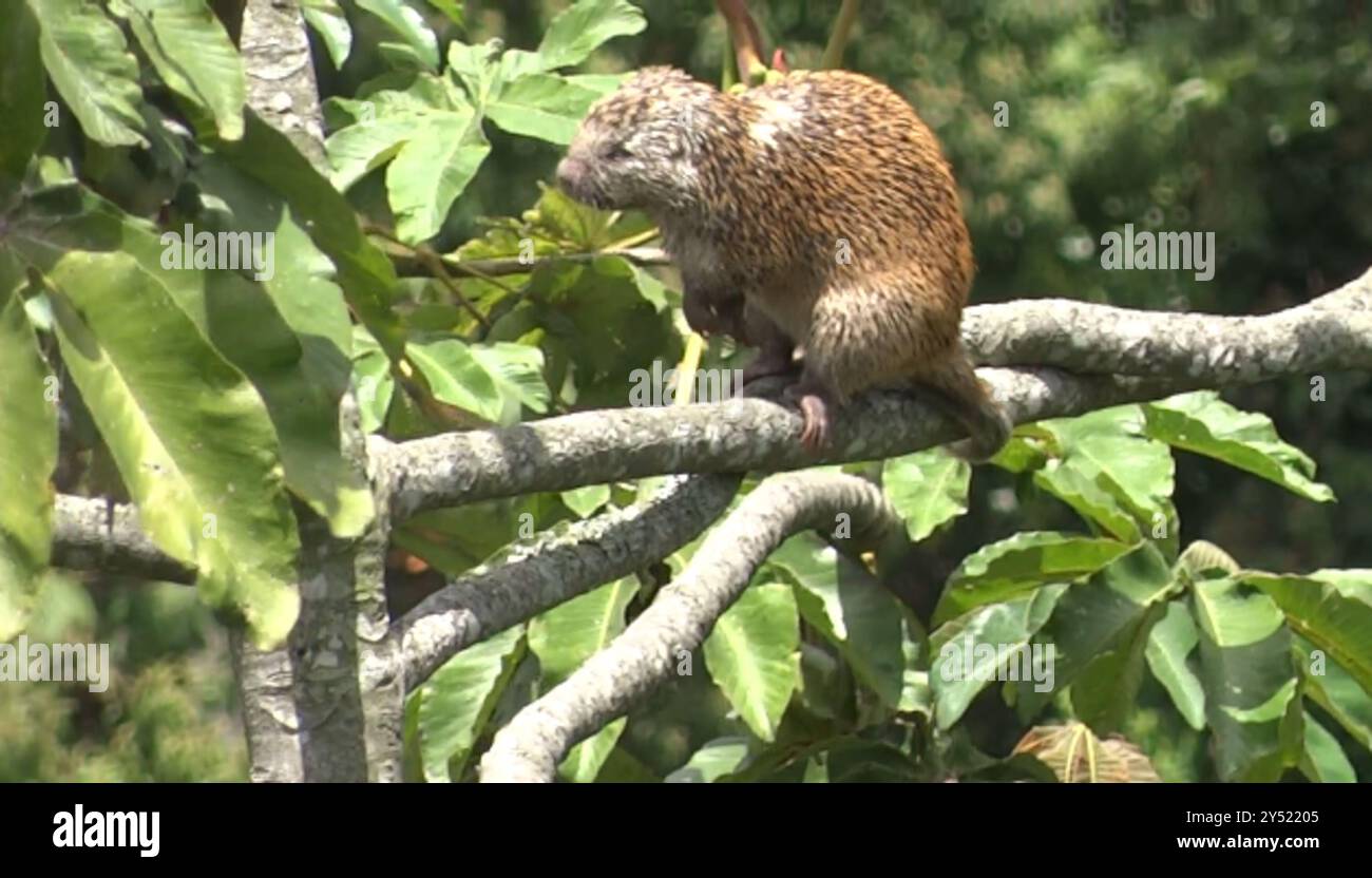 Stump-tailed Porcupine (Coendou rufescens) Mammalia Stock Photo - Alamy