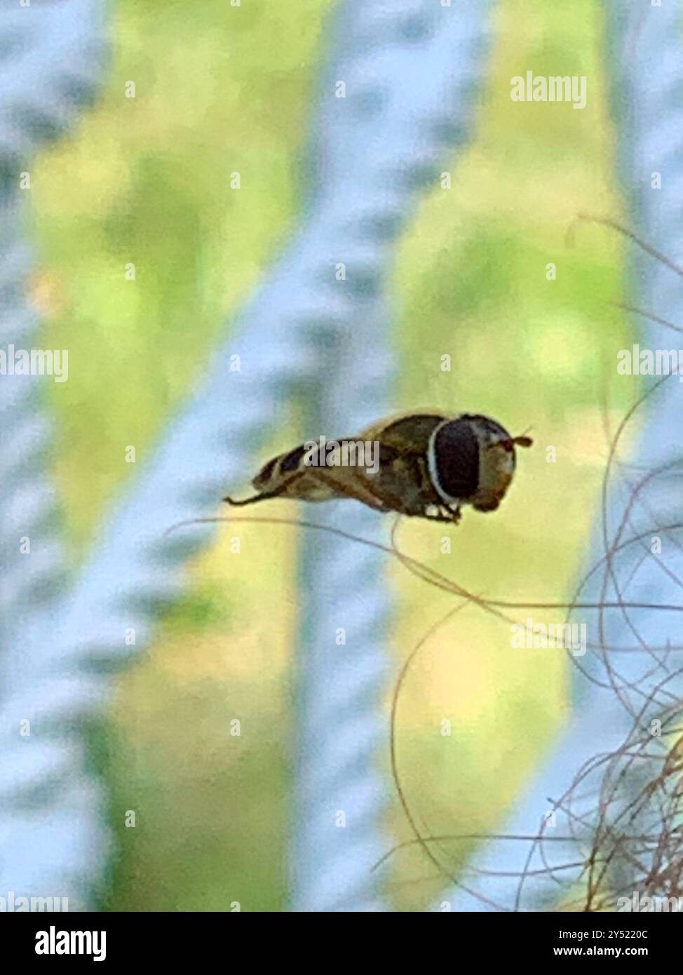 Common Flower Flies (Syrphus) Insecta Stock Photo - Alamy