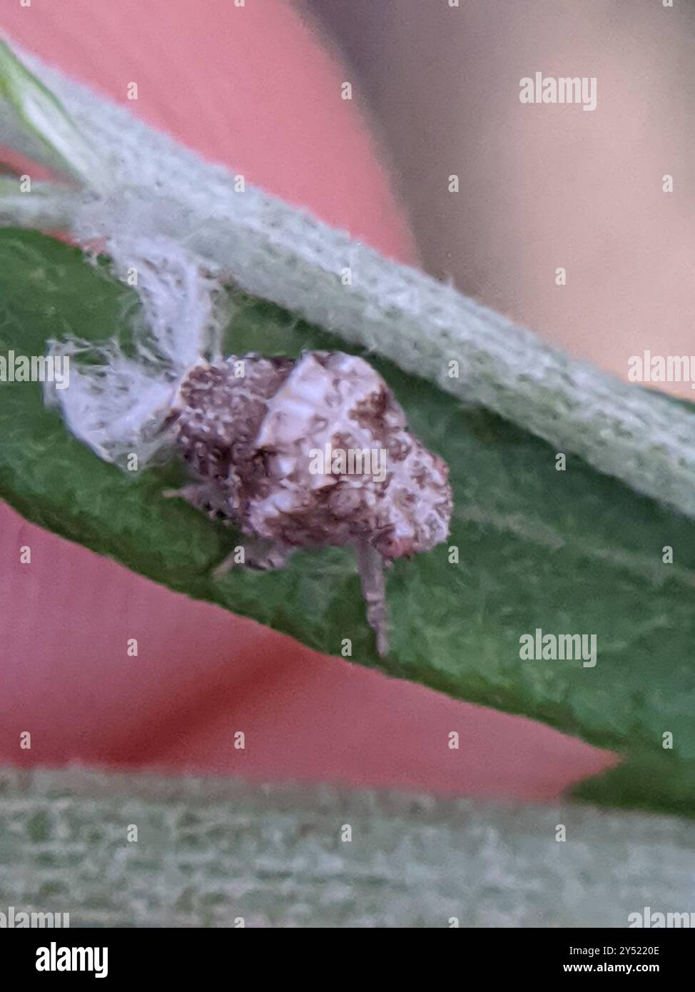 Two-striped Planthopper (Acanalonia bivittata) Insecta Stock Photo - Alamy