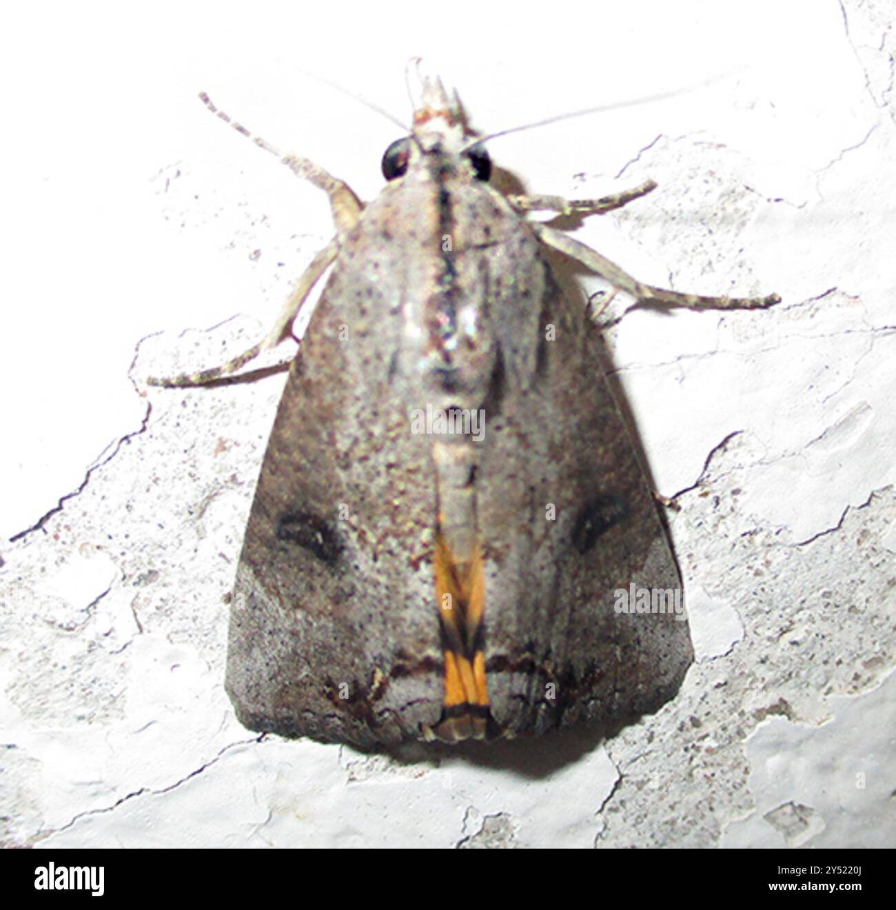 Butterflies and Moths (Lepidoptera) Insecta Stock Photo - Alamy