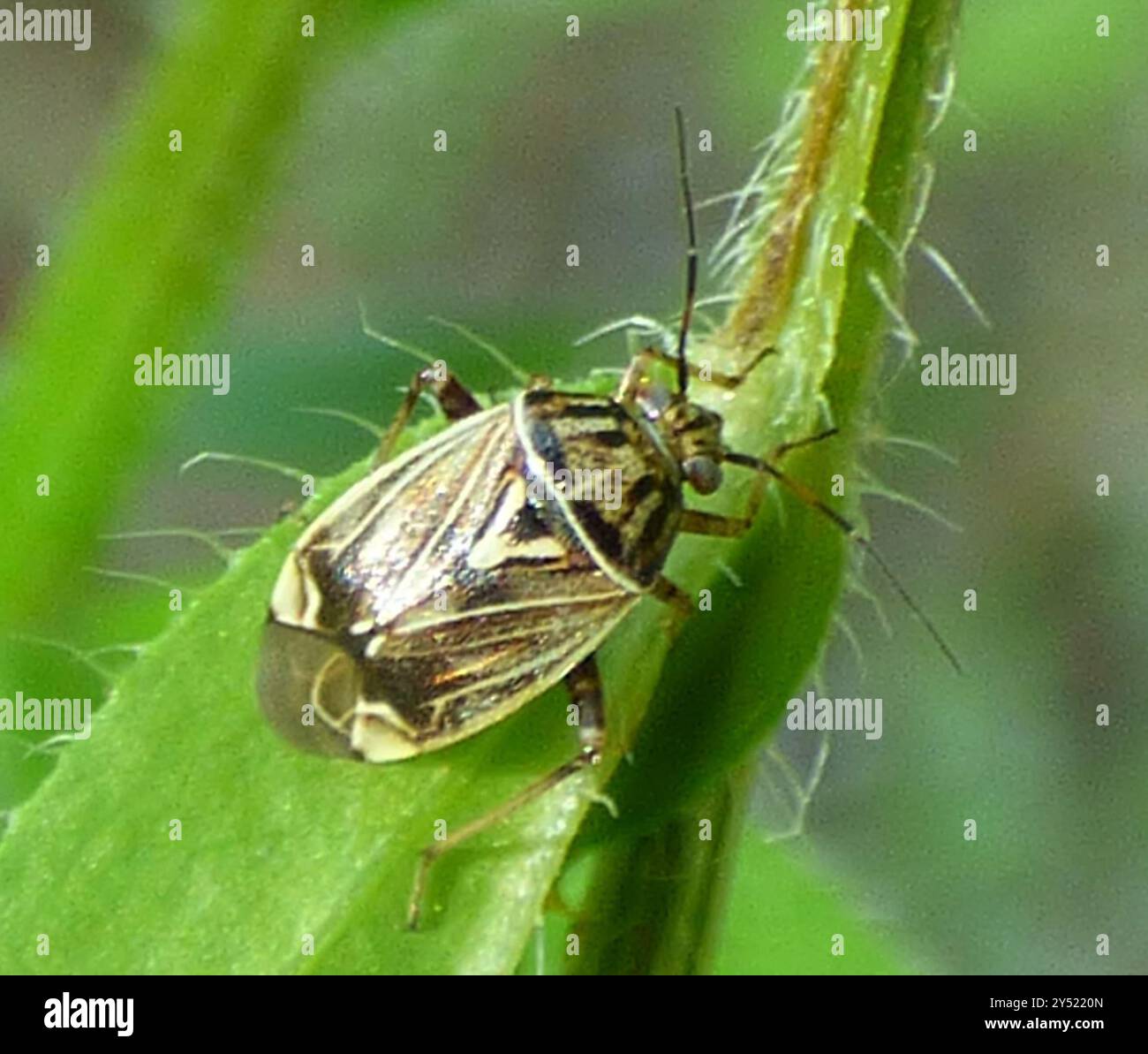 North American Tarnished Plant Bug (Lygus lineolaris) Insecta Stock ...