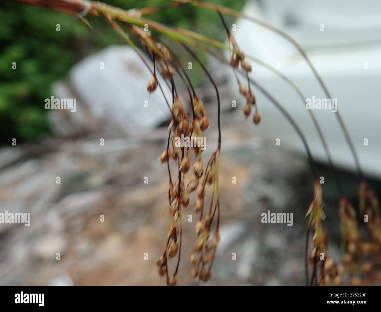 Small-flower Woodrush (Luzula parviflora) Plantae Stock Photo - Alamy