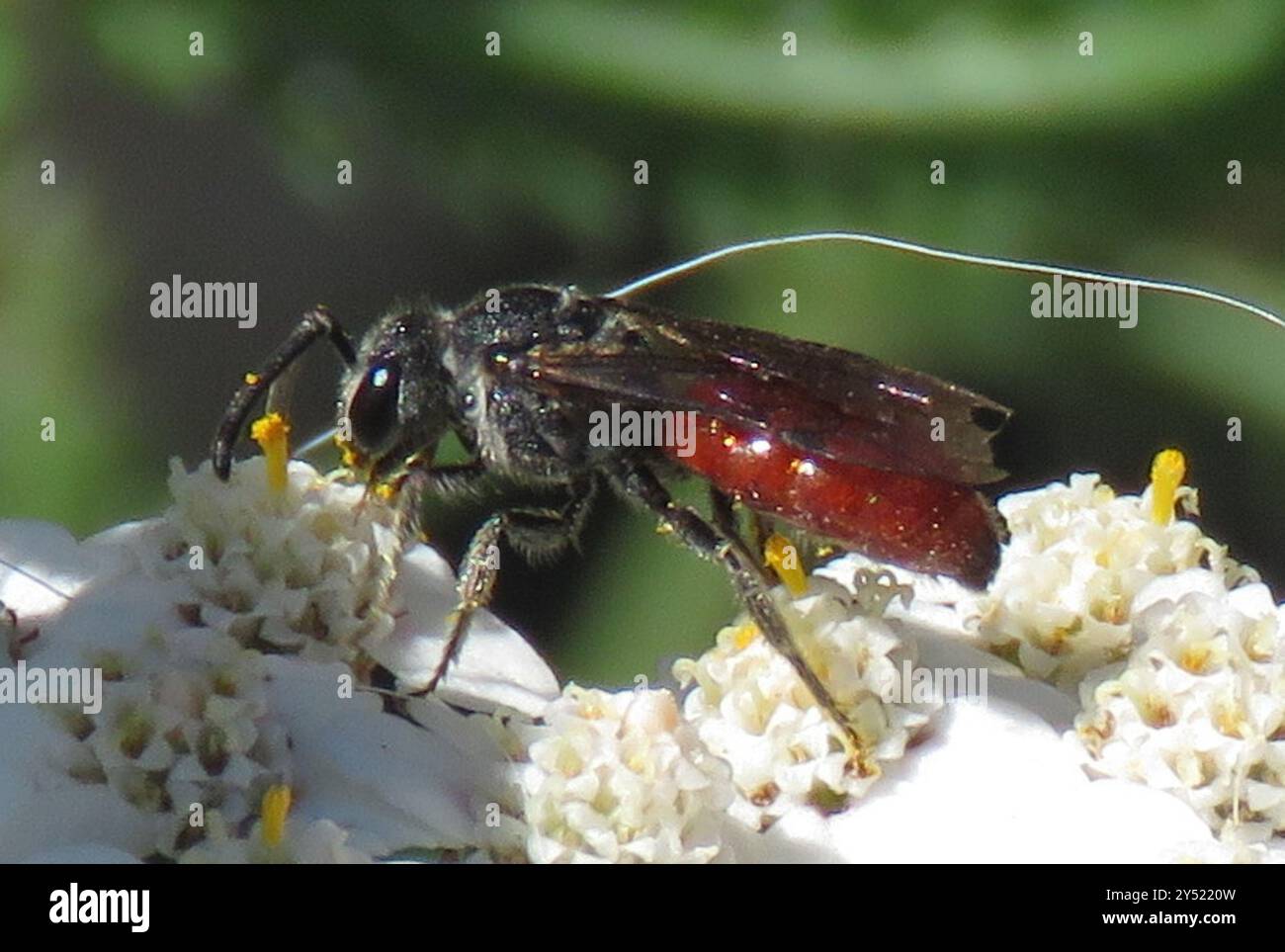 Blood Bees (Sphecodes) Insecta Stock Photo - Alamy