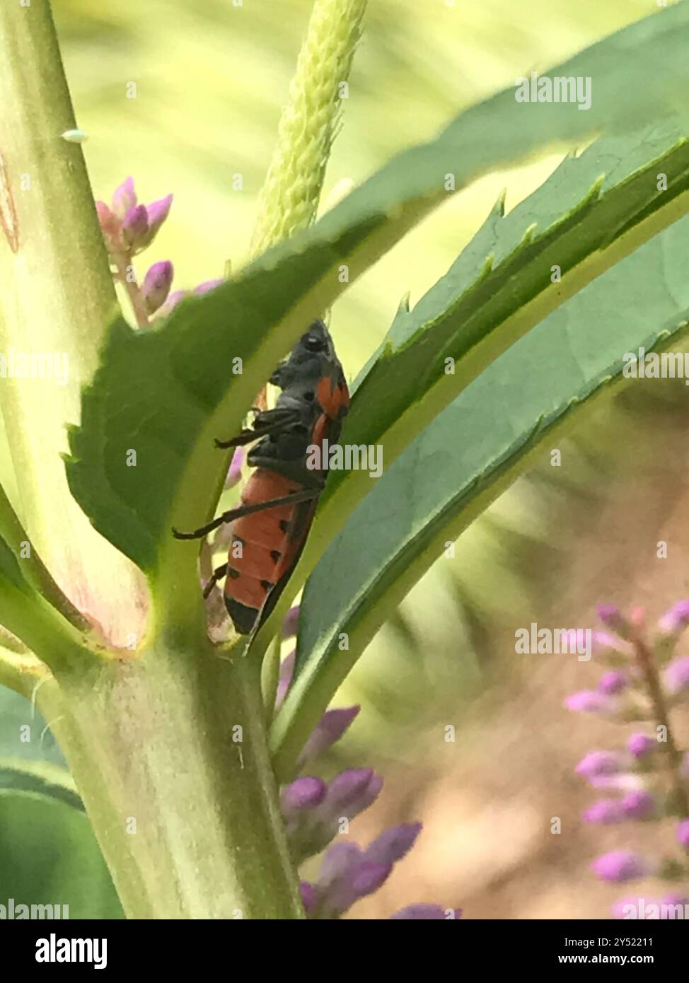 Small Milkweed Bug (Lygaeus kalmii) Insecta Stock Photo - Alamy