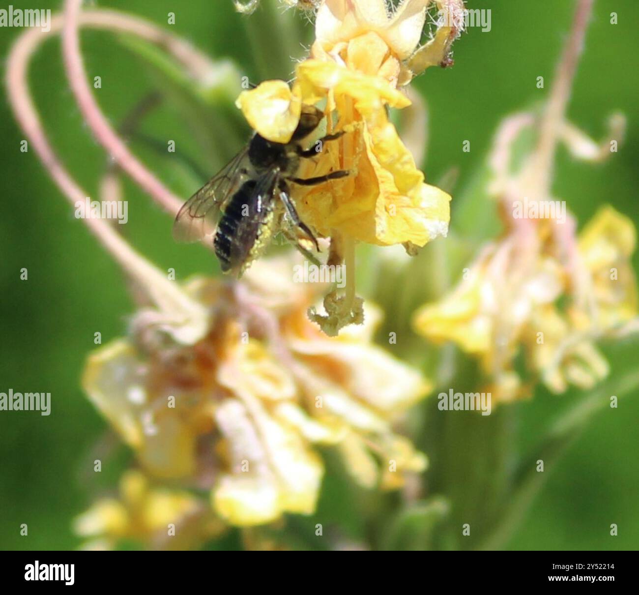 Silver-tailed Petalcutter (Megachile montivaga) Insecta Stock Photo - Alamy