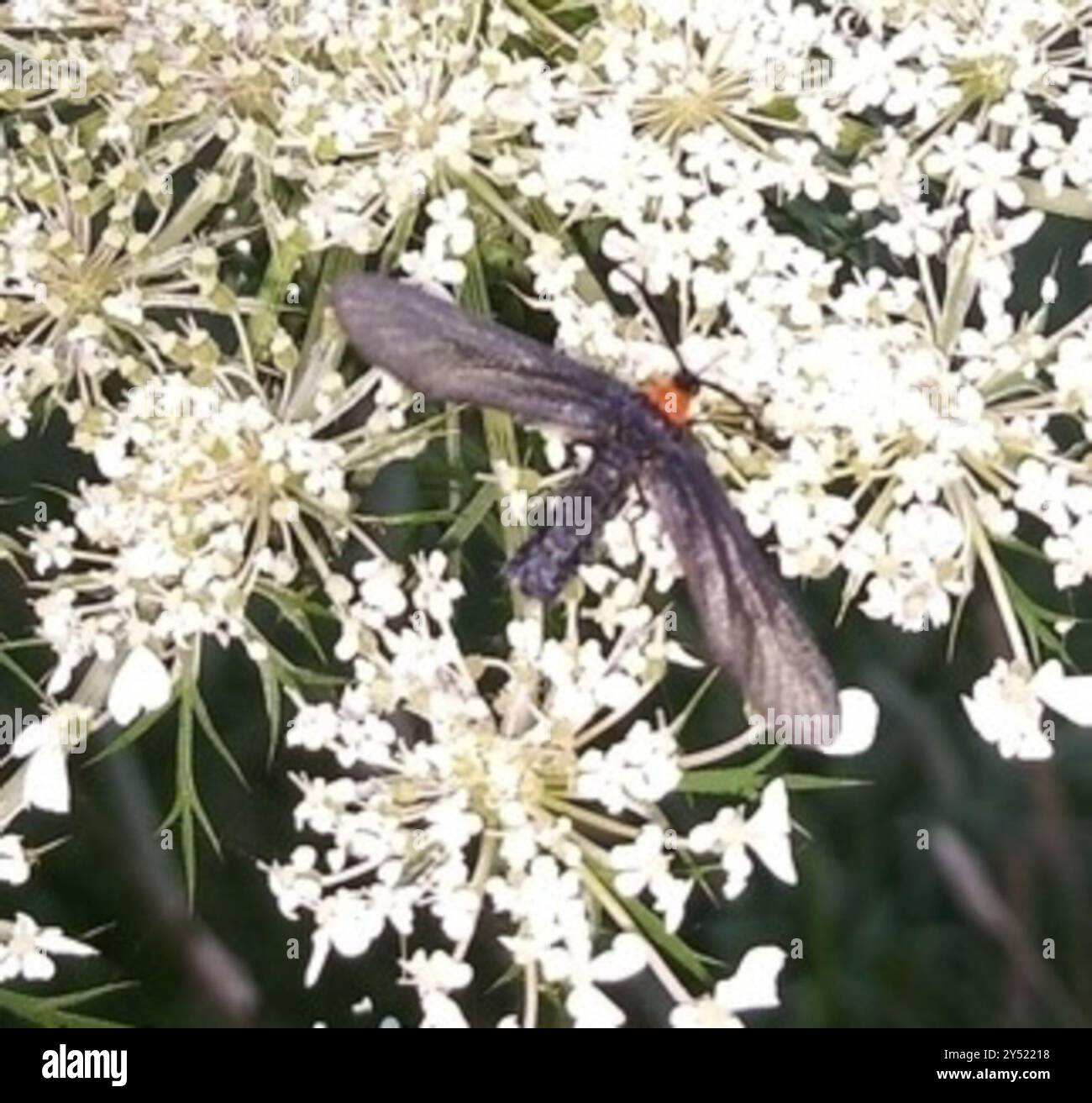 Grapeleaf Skeletonizer Moth (Harrisina americana) Insecta Stock Photo ...