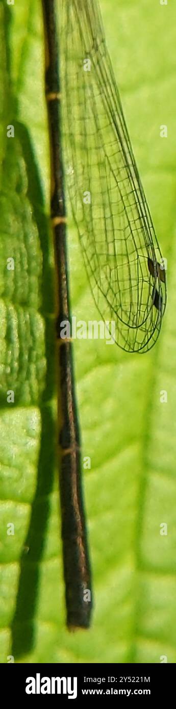 Fragile Forktail (Ischnura posita) Insecta Stock Photo - Alamy