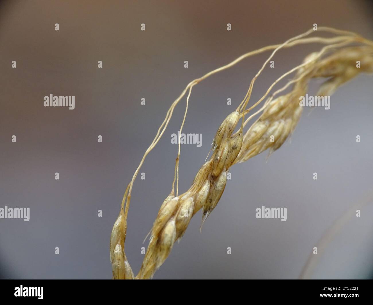 wavy hair-grass (Avenella flexuosa) Plantae Stock Photo - Alamy