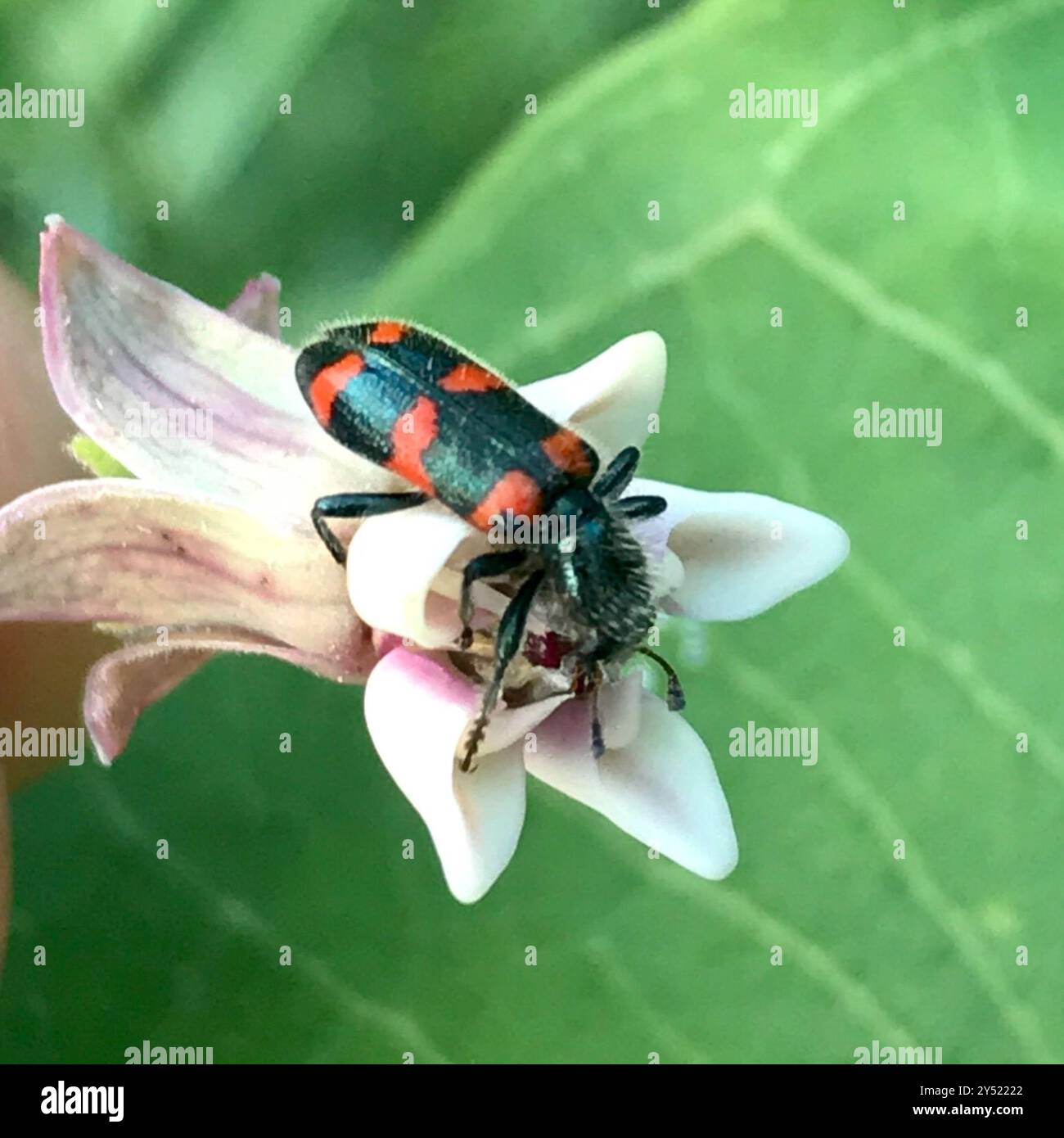 Red-blue Checkered Beetle (Trichodes nuttalli) Insecta Stock Photo - Alamy