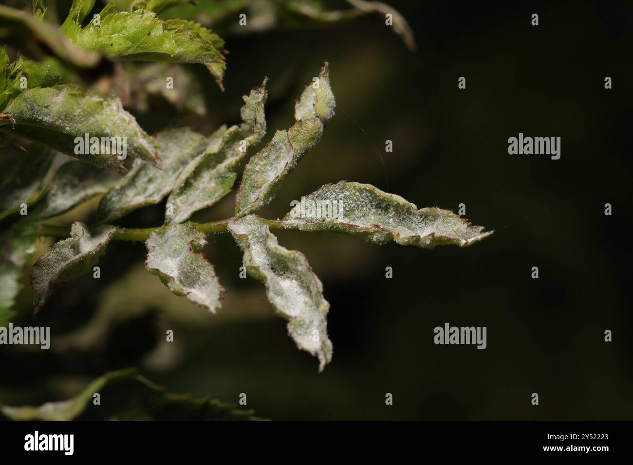 Rose Powdery Mildew (Podosphaera pannosa) Fungi Stock Photo - Alamy