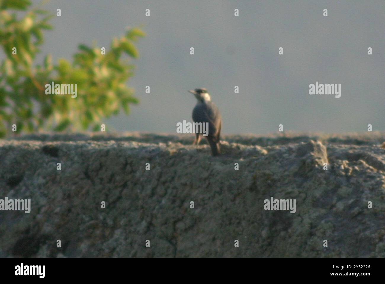 Western Rock Nuthatch (Sitta neumayer) Aves Stock Photo - Alamy