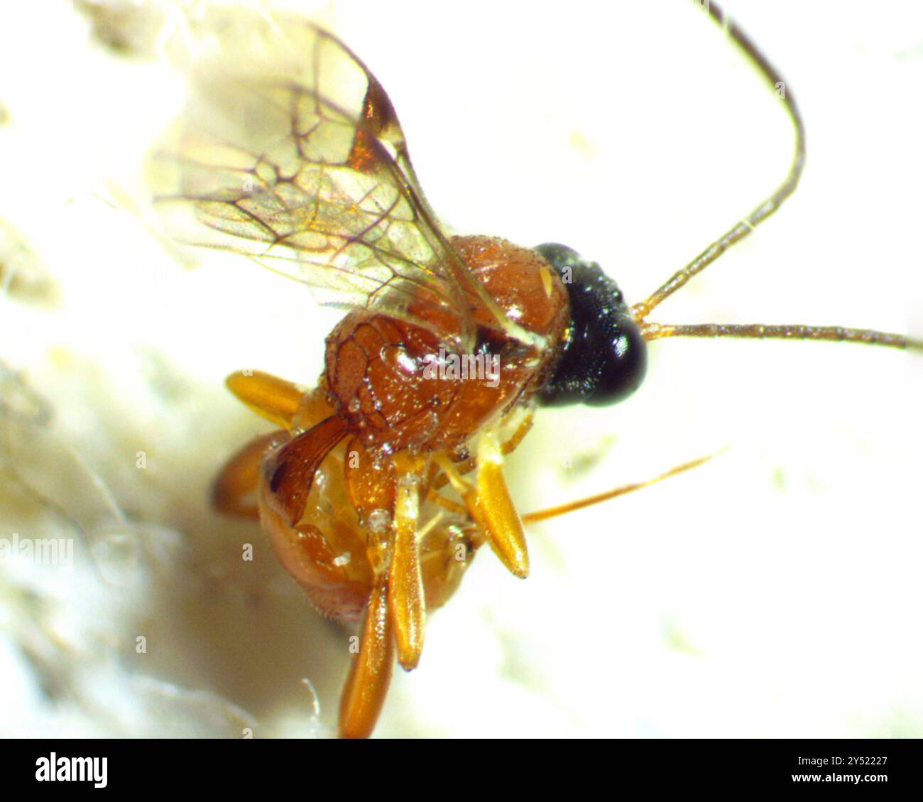 Ichneumonid and Braconid Wasps (Ichneumonoidea) Insecta Stock Photo - Alamy