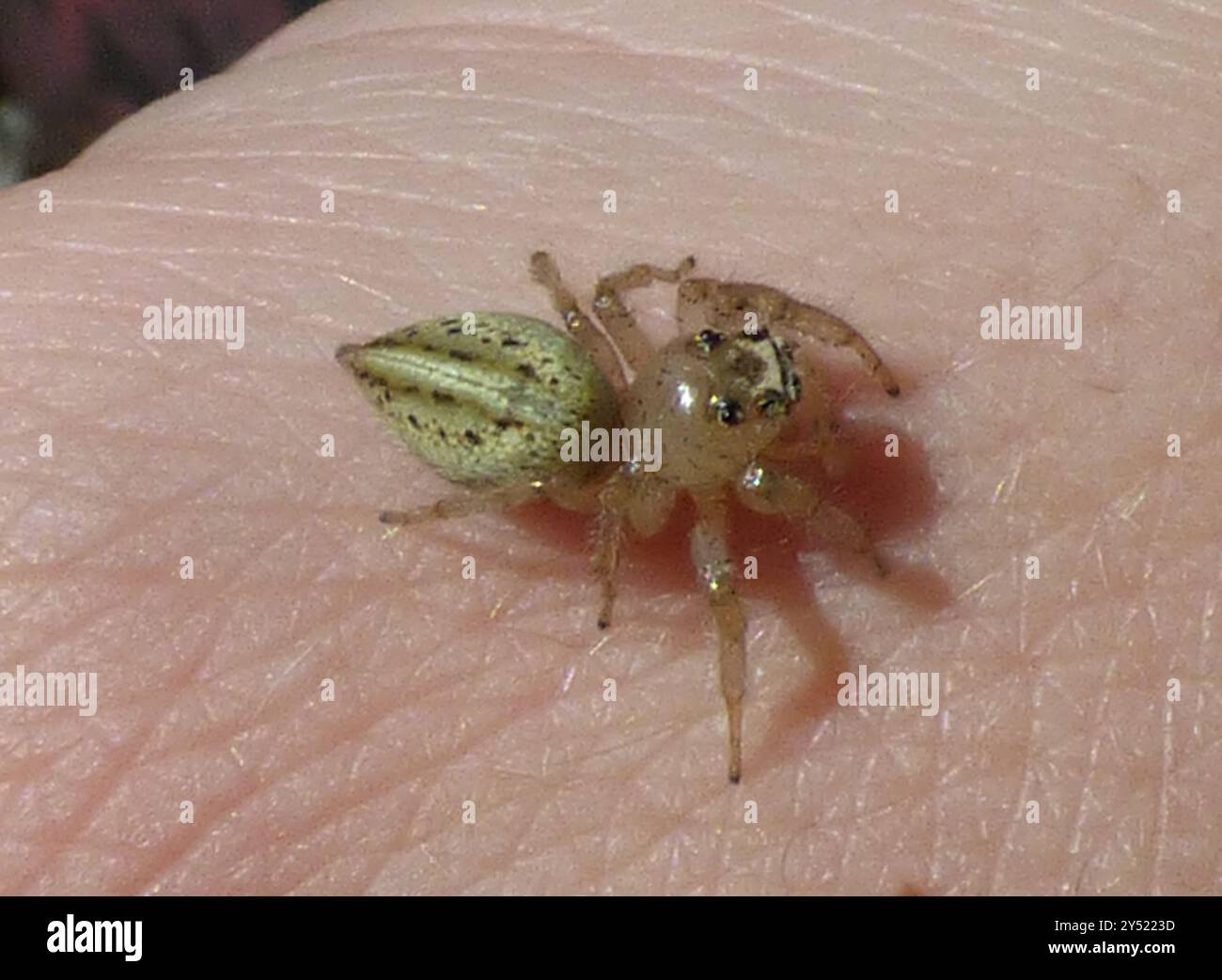 Sylvan Jumping Spider (Colonus sylvanus) Arachnida Stock Photo - Alamy
