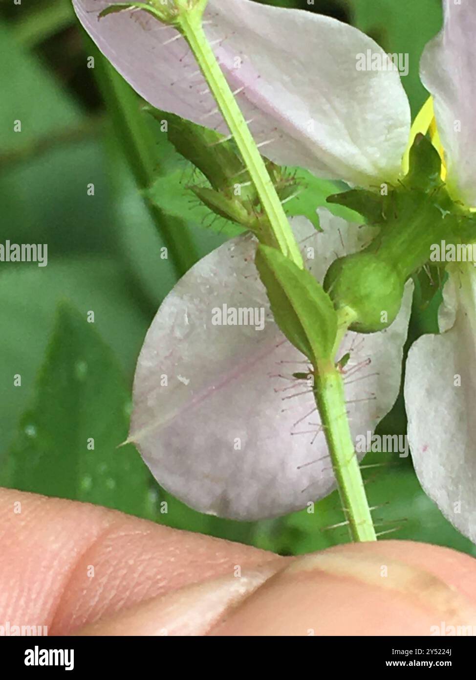 Maryland meadowbeauty (Rhexia mariana) Plantae Stock Photo - Alamy