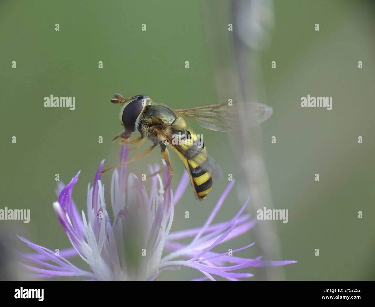 Long-tailed Aphideater Complex (Eupeodes americanus) Insecta Stock ...