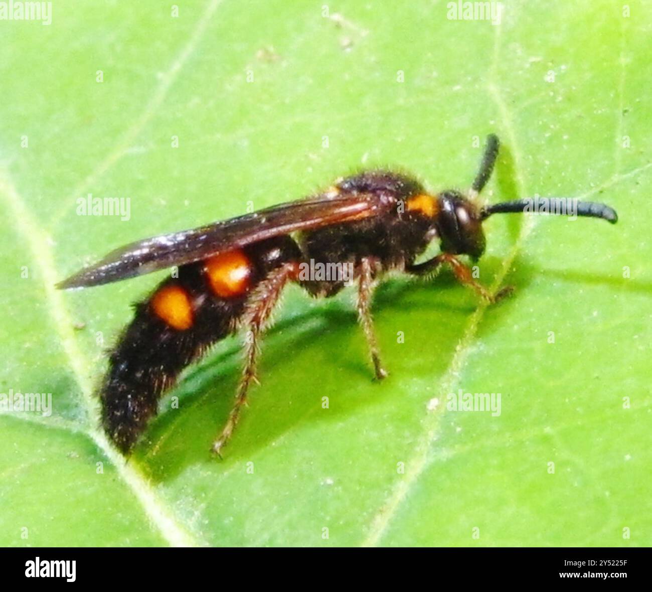 Noble Scoliid Wasp (Scolia nobilitata) Insecta Stock Photo - Alamy