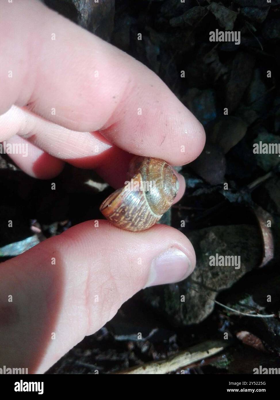 Copse Snail (Arianta arbustorum) Mollusca Stock Photo - Alamy