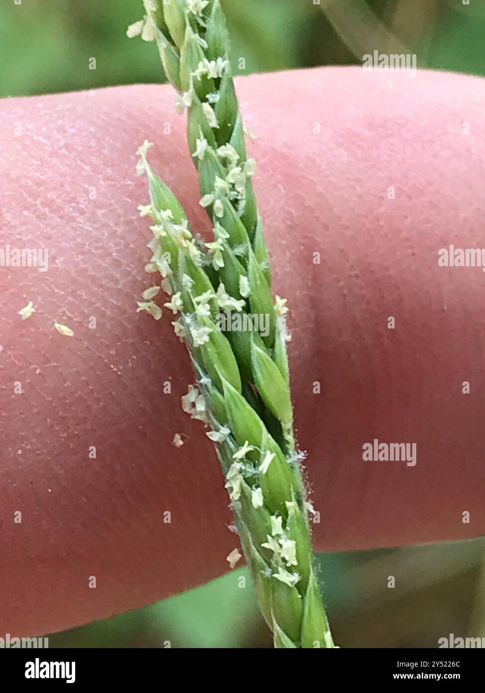 Prairie Cupgrass (Eriochloa contracta) Plantae Stock Photo - Alamy