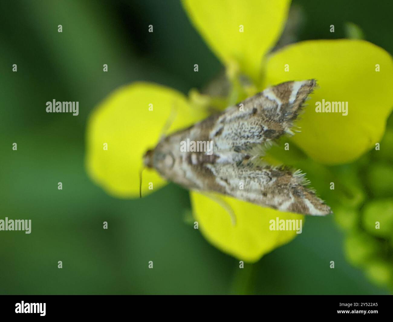 Feather-edged Petrophila (Petrophila fulicalis) Insecta Stock Photo - Alamy