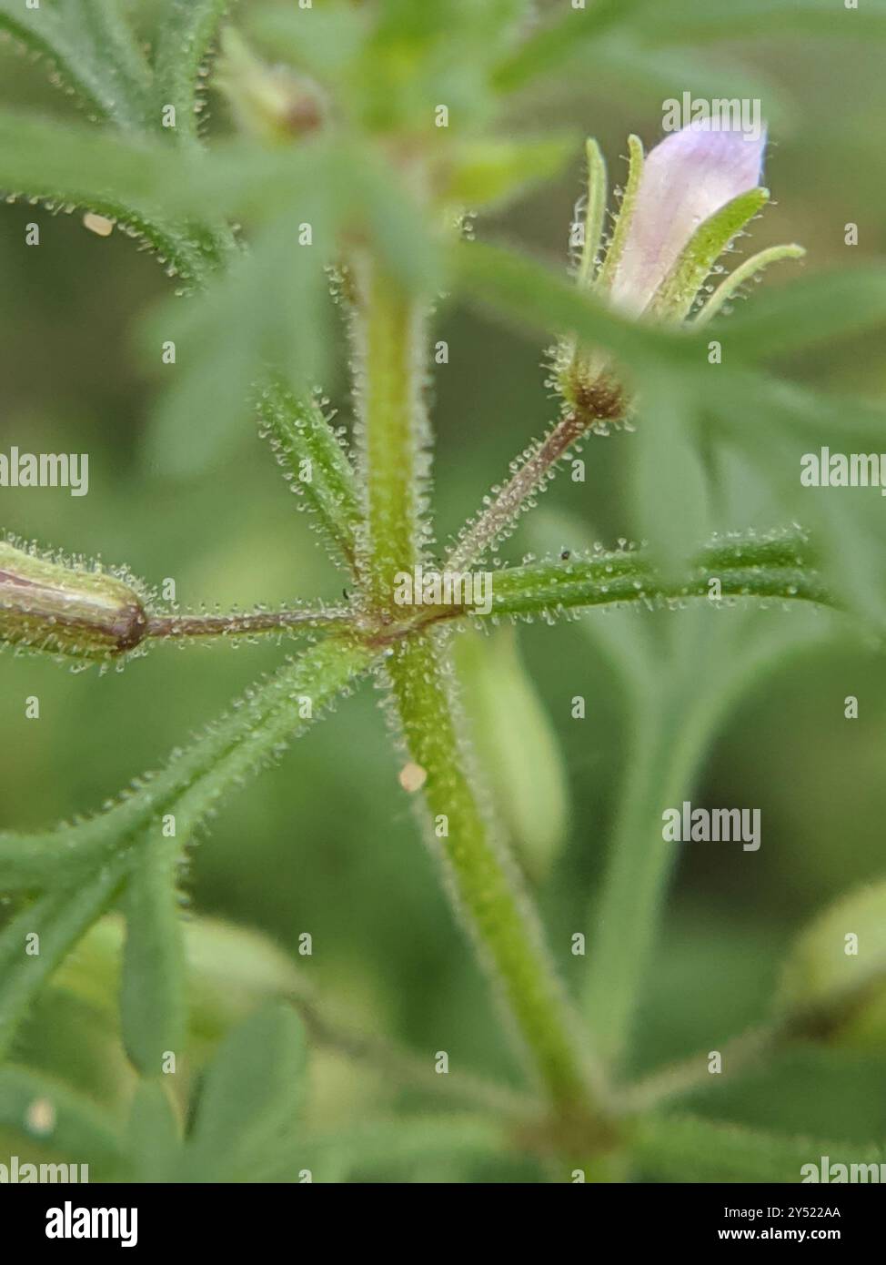 Obi-Wan conobea (Leucospora multifida) Plantae Stock Photo - Alamy