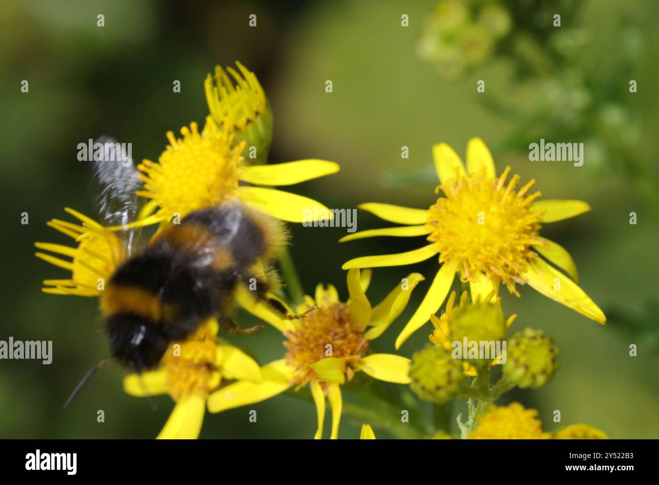 Buff-tailed Bumble Bee (Bombus terrestris) Insecta Stock Photo - Alamy
