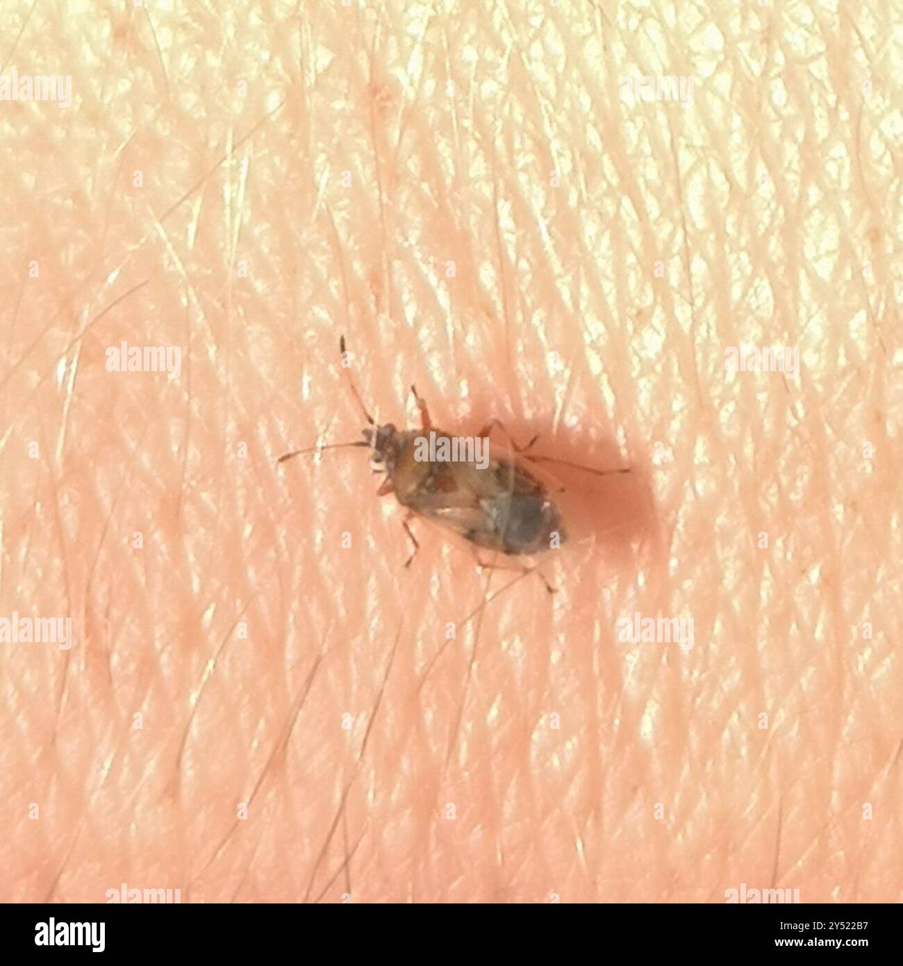 Birch Catkin Bug (Kleidocerys resedae) Insecta Stock Photo - Alamy