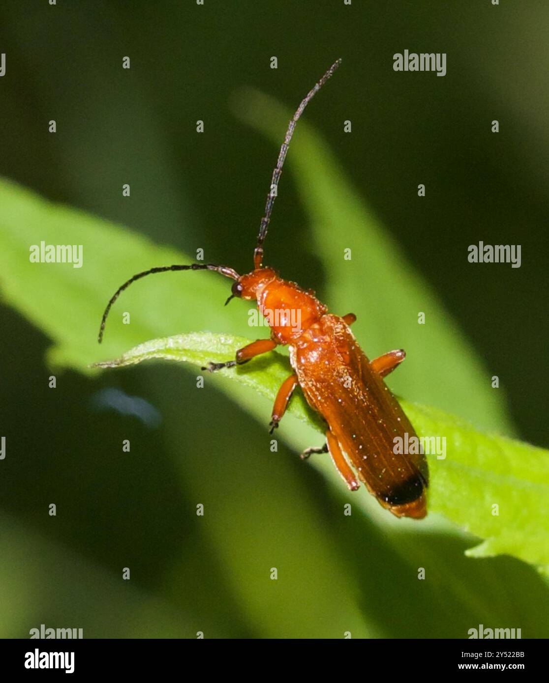 Common Red Soldier Beetle (Rhagonycha fulva) Insecta Stock Photo - Alamy