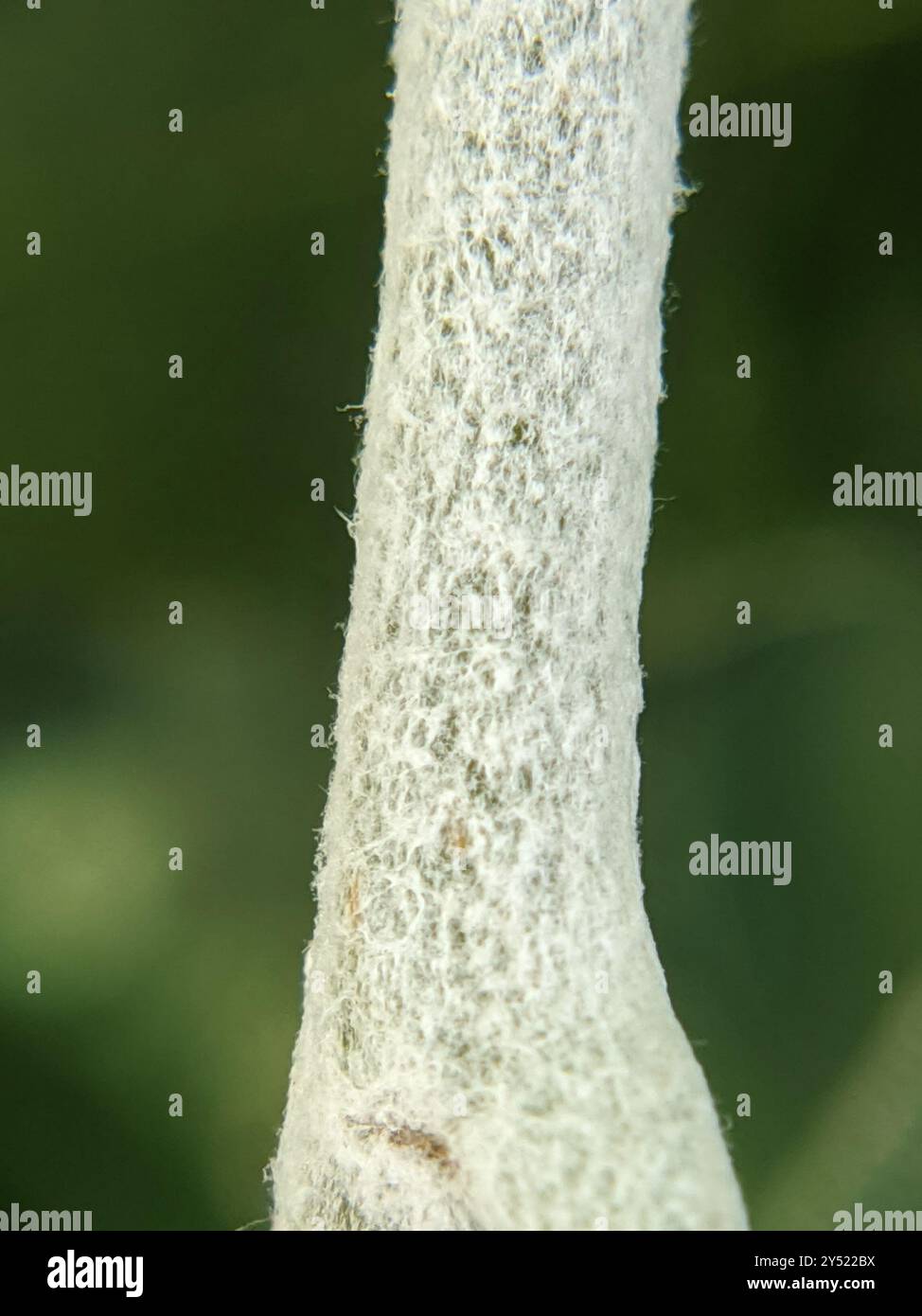 white poplar (Populus alba) Plantae Stock Photo - Alamy