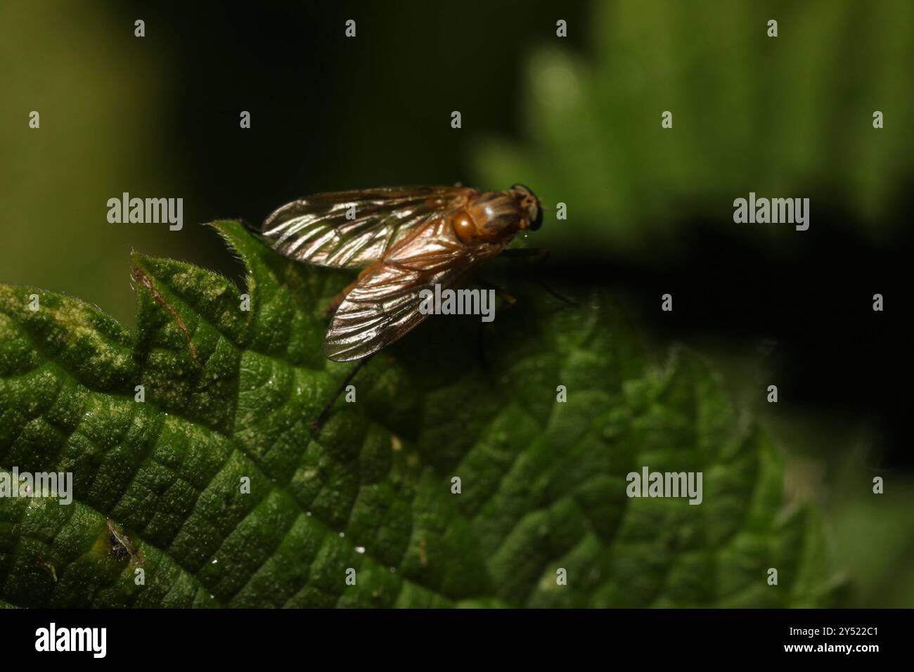 Marsh Snipe Fly (Rhagio tringarius) Insecta Stock Photo - Alamy