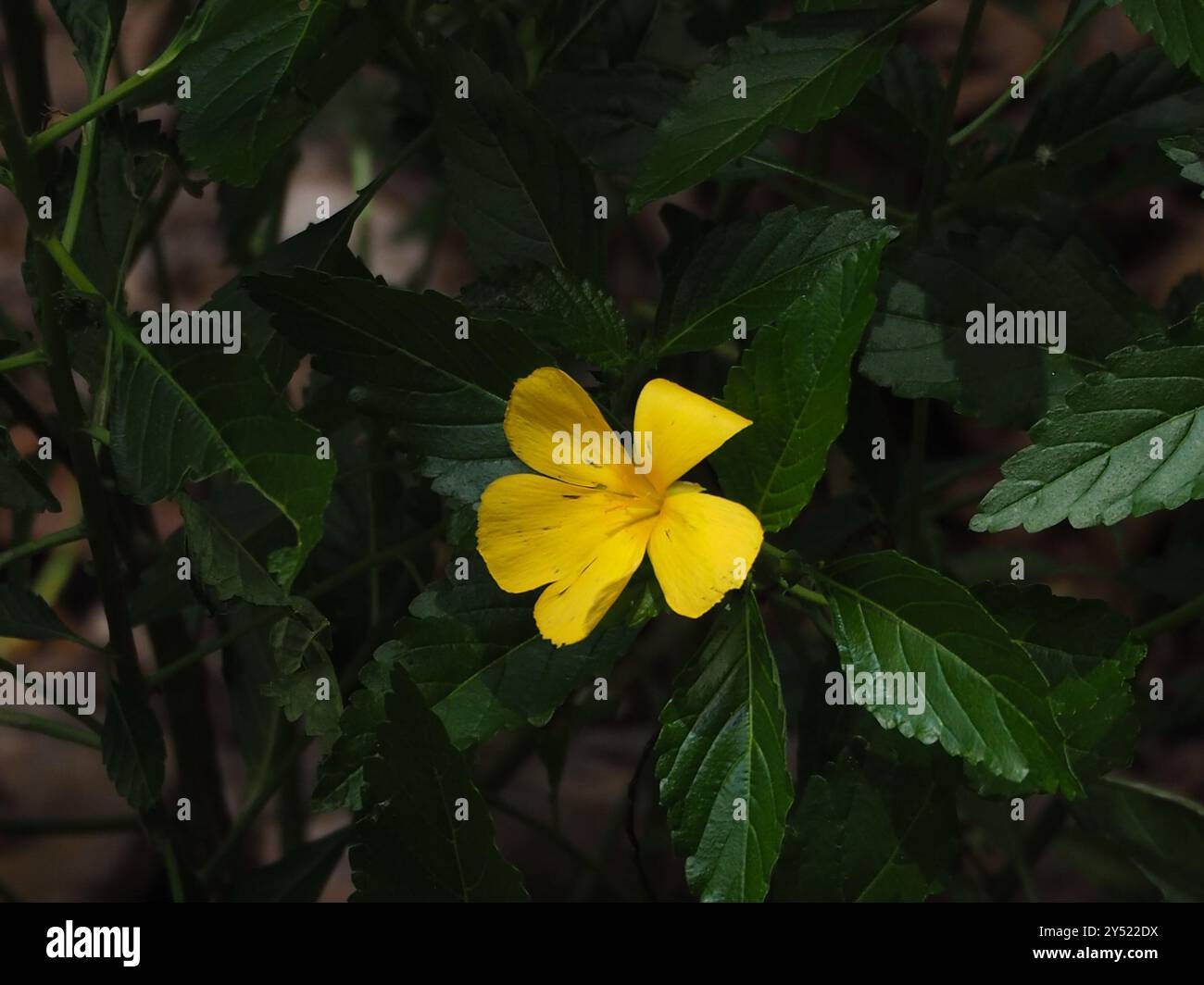 Yellow alder (Turnera ulmifolia) Plantae Stock Photo - Alamy