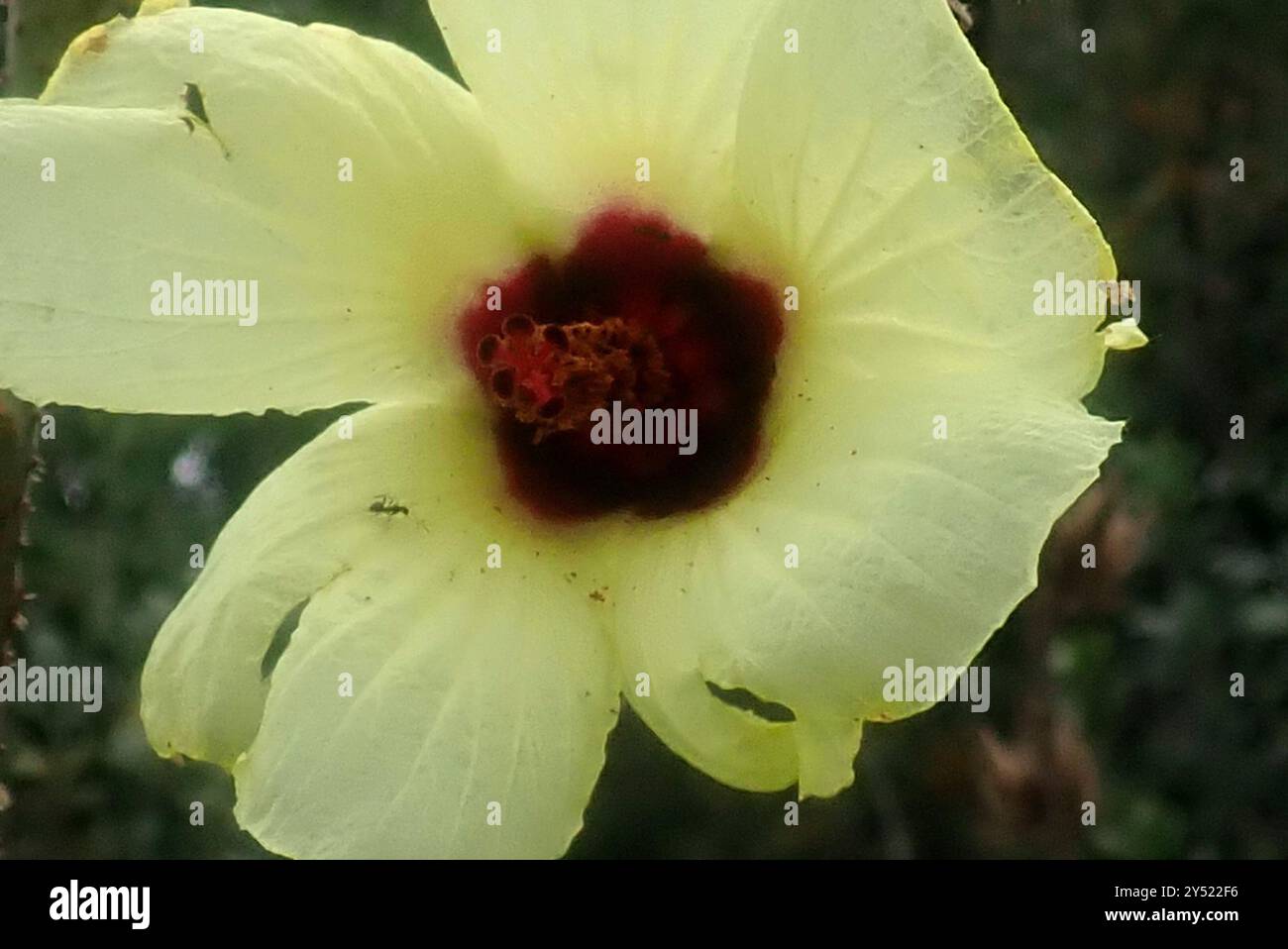 Prickly Tree Hibiscus (Hibiscus diversifolius diversifolius) Plantae ...