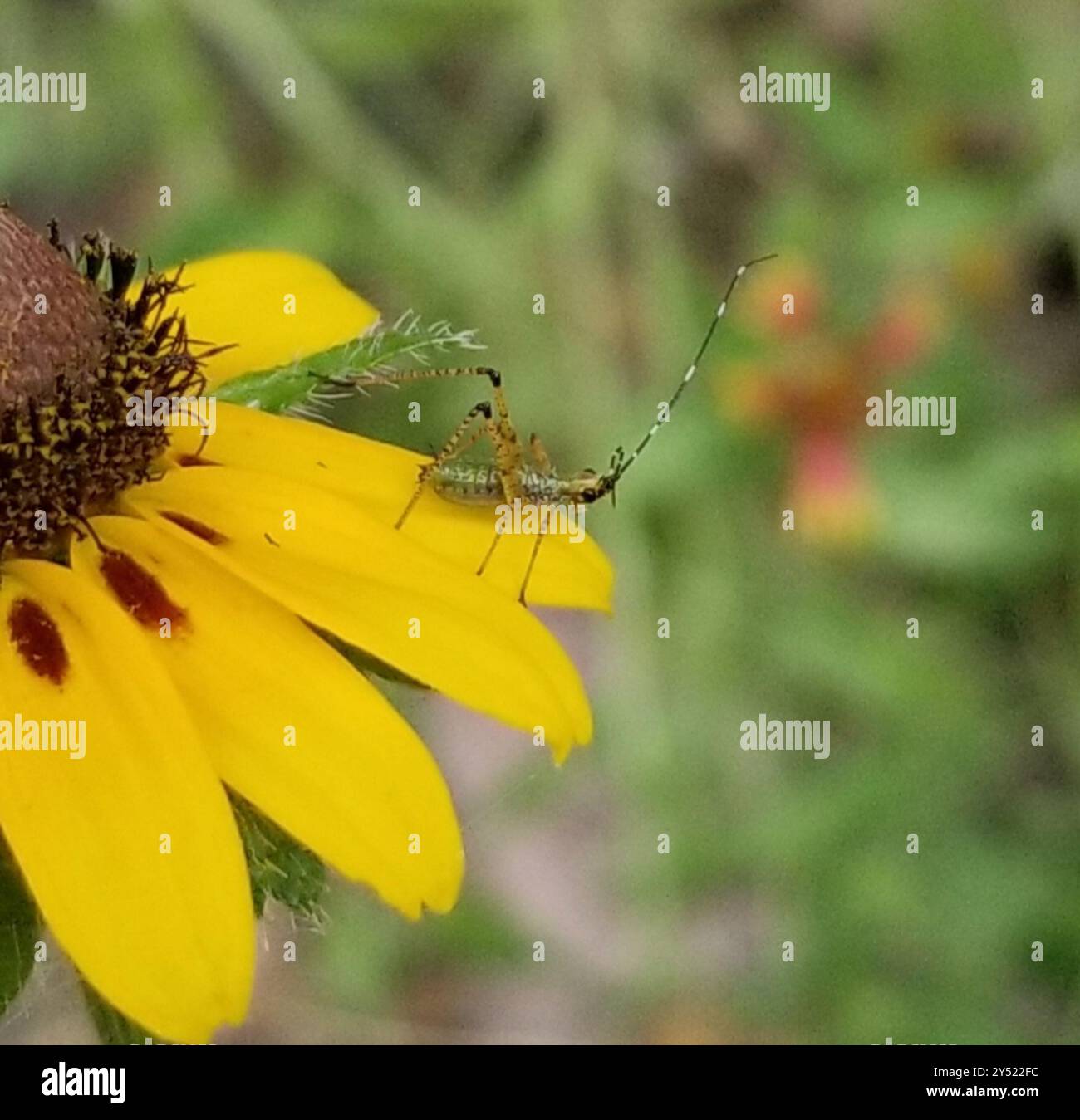 Fork-tailed Bush Katydid (Scudderia furcata) Insecta Stock Photo - Alamy