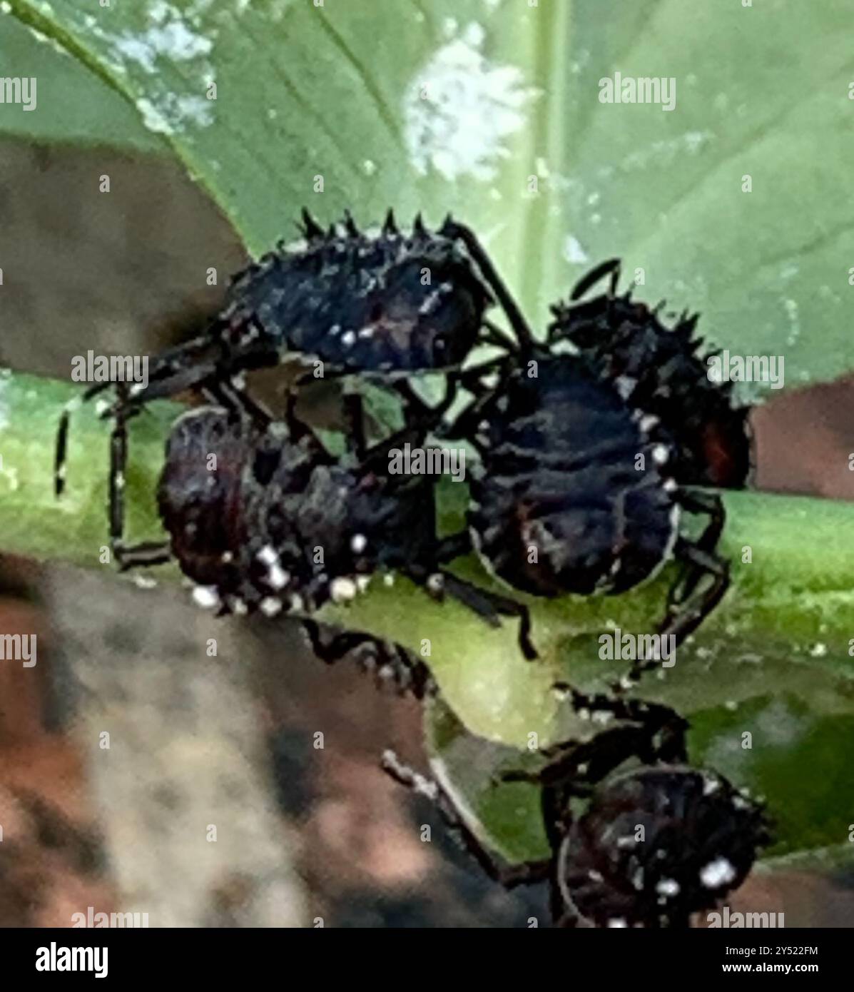 True Bugs, Hoppers, Aphids, and allies (Hemiptera) Insecta Stock Photo ...