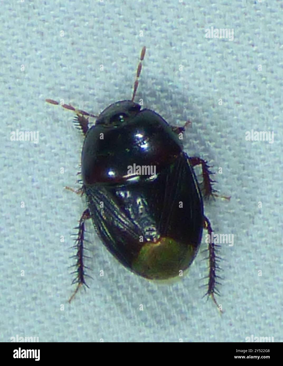 Two-lined Burrowing Bug (Pangaeus bilineatus) Insecta Stock Photo - Alamy